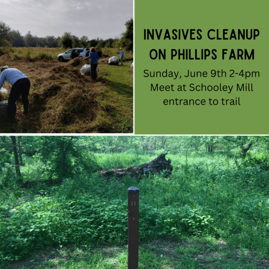 Invasives Cleanup on Phillips Farm - Waterford Foundation